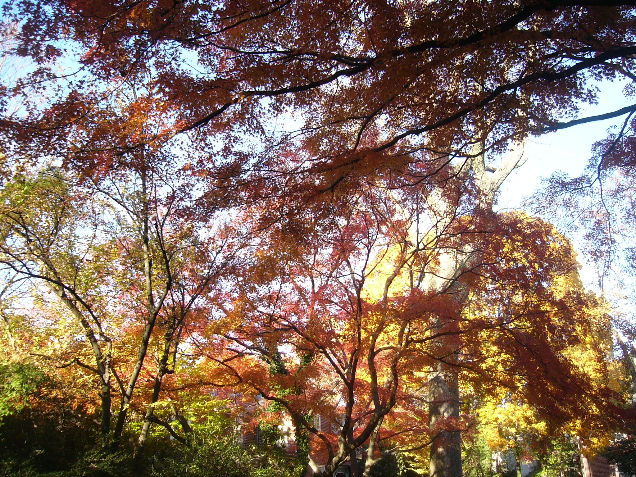 The Japanese Maple Tree – The Garden Lady