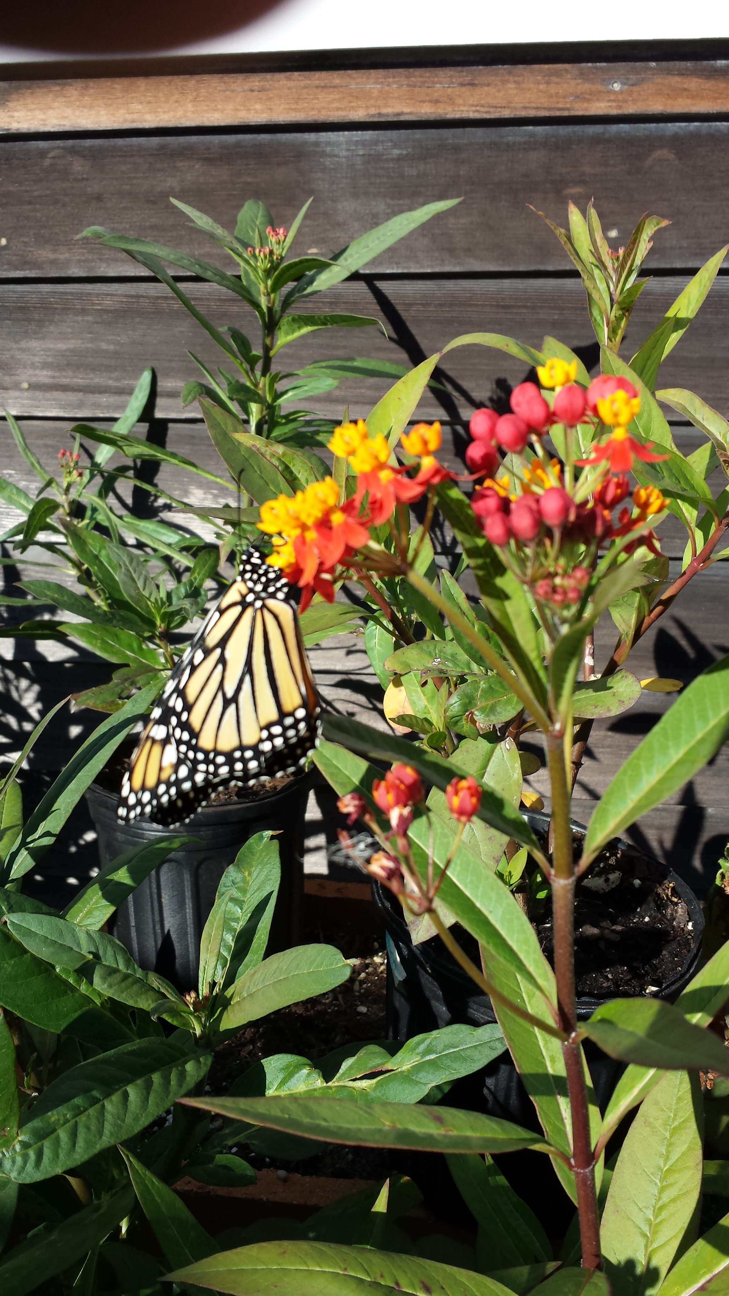 Monarch X-ING – The Garden Lady